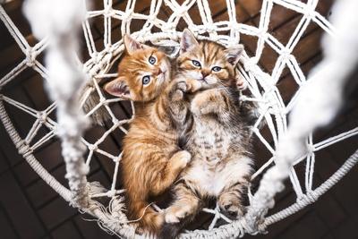 Hanging Around Photo - Natalie Große | Art.com