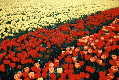 Tulip Fields with Vivid Red and Yellow Tulips in Julianadorp at ...