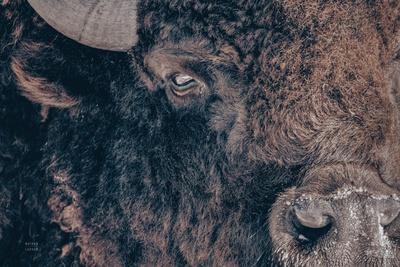 'Bison Stare' Photographic Print - Nathan Larson | Art.com