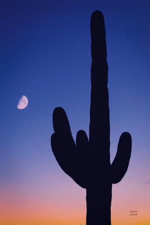 'Candy Rock Desert' Art Print - Nathan Larson | Art.com