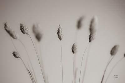 'Natural Grasses' Photographic Print - Nathan Larson | Art.com