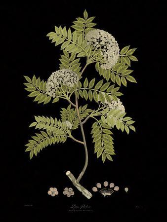 'Vintage Botanicals I - Noir' Giclee Print - Nathaniel Wallich | Art.com