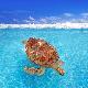 'Green Sea Turtle Chelonia Mydas Caribbean Sea Cheloniidae Water ...