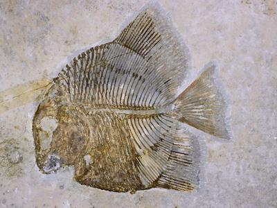 'Macromesodon Macropterus Fish Fossil' Photographic Print - Naturfoto ...