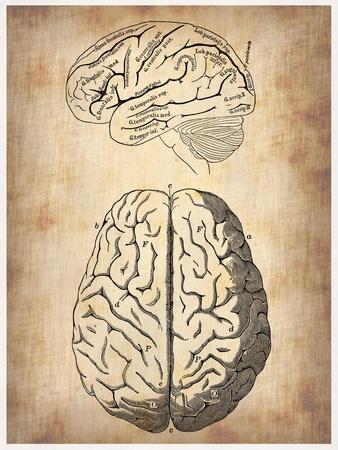 'Vintage Brain Anatomy' Art Print - NaxArt | Art.com