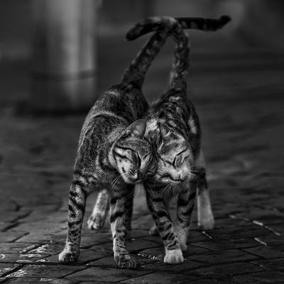 Black And White Photography Of Cats