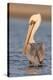 'A Brown Pelican in a Southern California Coastal Wetland' Photographic ...