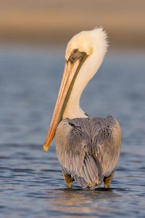 'A Brown Pelican in a Southern California Coastal Wetland' Photographic ...
