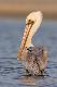 'A Brown Pelican in a Southern California Coastal Wetland' Photographic ...