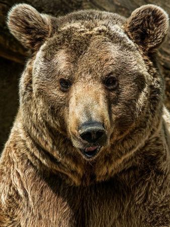 'Brown Bear Close-Up Shot' Photographic Print - NejroN Photo | Art.com
