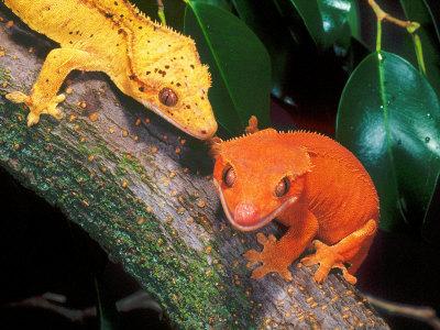 Orange Crested Gecko
