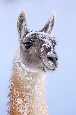 'Guanaco dusted in snow, Torres del Paine National Park, Chile ...