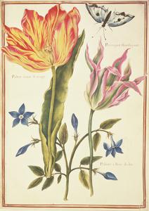 Nicolas Robert Art: Prints, Paintings, Posters & Wall Art | Art.com