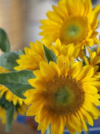 'Sunny Sunflower II' Photo - Nicole Katano | Art.com