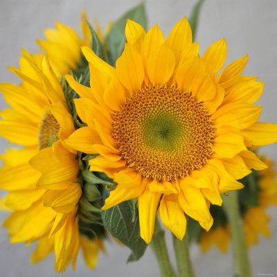 'Sunny Sunflower III' Photo - Nicole Katano | Art.com