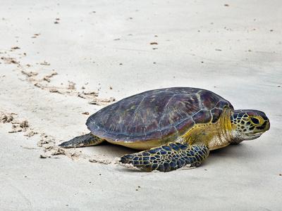 A Green Sea Turtle Crossing Watamu Beach, White Sandy Beach Is an ...