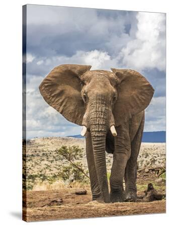 Grand Wisdom Stretched Canvas Print - Nigel Pavitt | Art.com