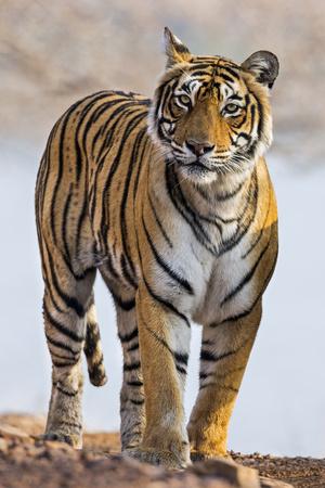 'India, Rajasthan, Ranthambhore. a Female Bengal Tiger.' Photographic ...