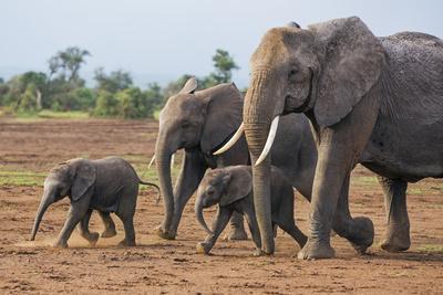 Kenya, Kajiado County, Amboseli National Park. a Family of African ...
