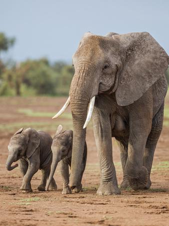 'Kenya, Kajiado County, Amboseli National Park. a Female African ...