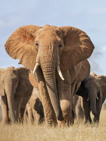 'Kenya, Taita-Taveta County, Tsavo East National Park. a Herd of ...
