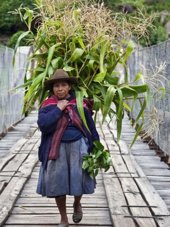 'Peru, a Woman with a Load of Maize Stalks to Feed to Her Pigs Crosses ...
