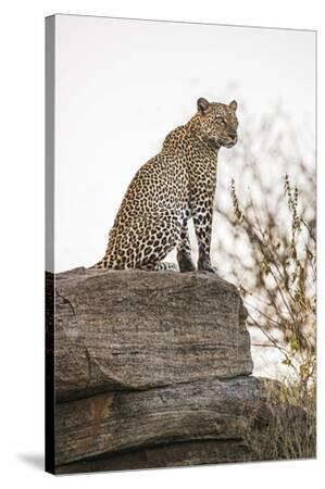 'The Look Out' Stretched Canvas Print - Nigel Pavitt | Art.com