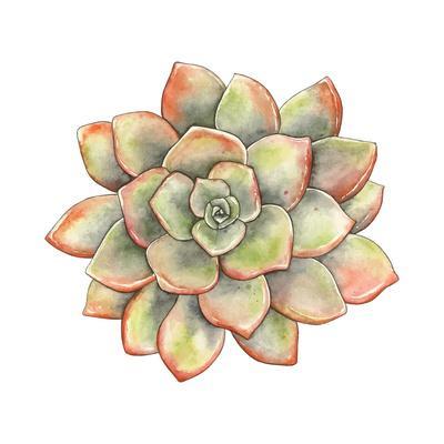 succulent vector art