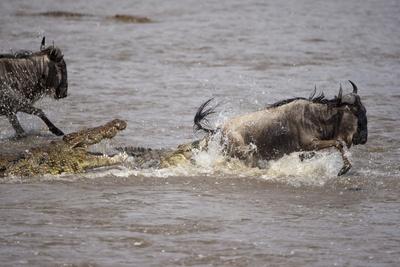 Wildebeest Migration Crocodile