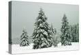 'Norway Spruce in Heavy Snow' Photographic Print | Art.com