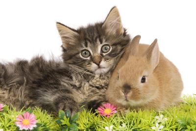 'Norwegian Forest Kitten and Dwarf Rabbit' Photographic Print | Art.com