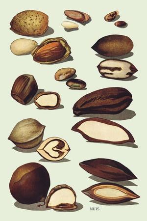 'Nuts' Art Print | Art.com