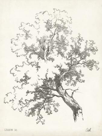 'Oak Tree Study' Art Print | Art.com