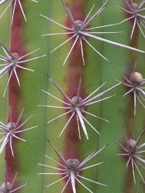'Octopus Cactus, Desert Botanical Museum, Phoenix, Arizona, USA ...