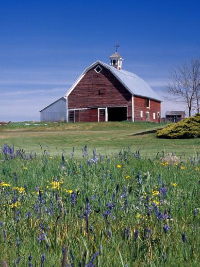 Old Red Barn with Spring Wildflowers, Grangeville, Idaho, USA ...