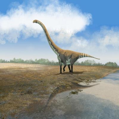 'Omeisaurus Tianfuensis, an Euhelopus Auropod from the Jurassic Period ...