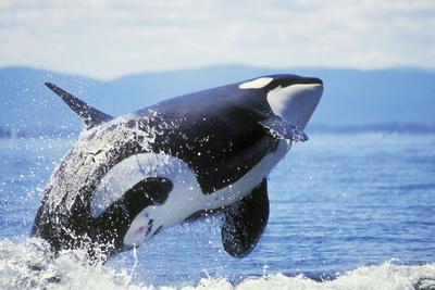 'Orca Whale Breaching' Photographic Print | Art.com
