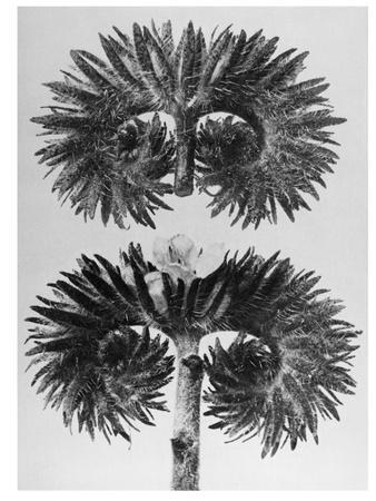 'Original Forms of Art (Urformen Der Kunst), 1928: Phacelie with Tansy ...