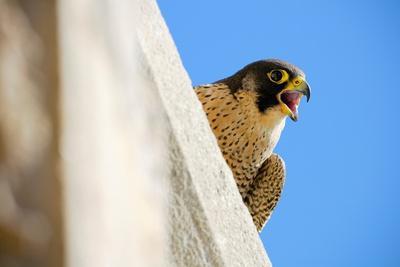 'Peregrine falcon calling, Sagrada Familia Basilica, Barcelona ...