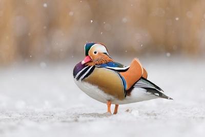 Mandarin duck standing on frozen lake in falling snow, UK Photographic ...