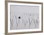 'Oyster Beds, Arcachon, Gironde, Aquitaine, France' Photographic Print ...