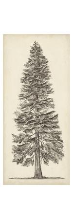 'Pacific Northwest Tree Sketch I' Art Print - Melissa Wang | Art.com