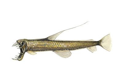 Pacific Viperfish