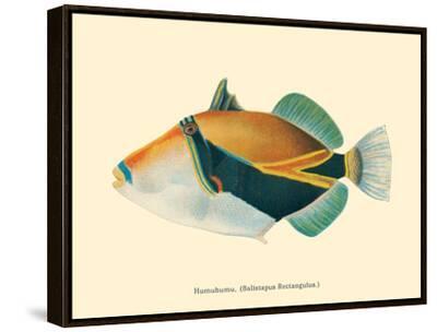 reef triggerfish drawing