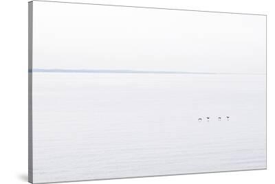 'Gentle Flight' Stretched Canvas Print - Paige Craig | Art.com