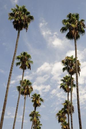'Palm Trees at Hollywood Forever Memorial Park Final Resting Place for ...