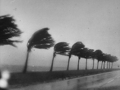 Hurricane Winds Palm Trees