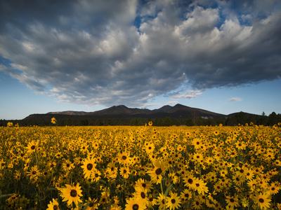 'Landscape with yellow sunflower field, Sunset Crater National Monument ...