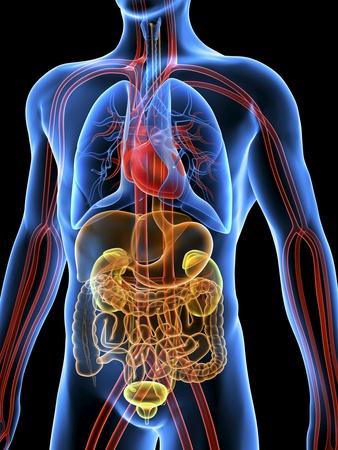 'Human Anatomy, Artwork' Photographic Print - PASIEKA | Art.com