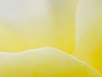 'Garden Rose, California, Usa' Photographic Print - Paul Colangelo ...